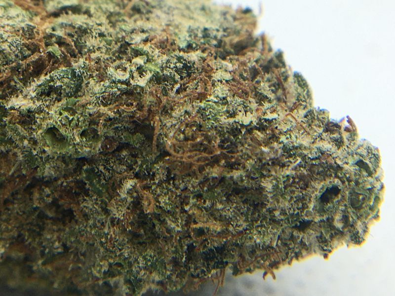 Bulk-Buddy-Review-Alien-OG-Strain-Closer - The Chronic Beaver